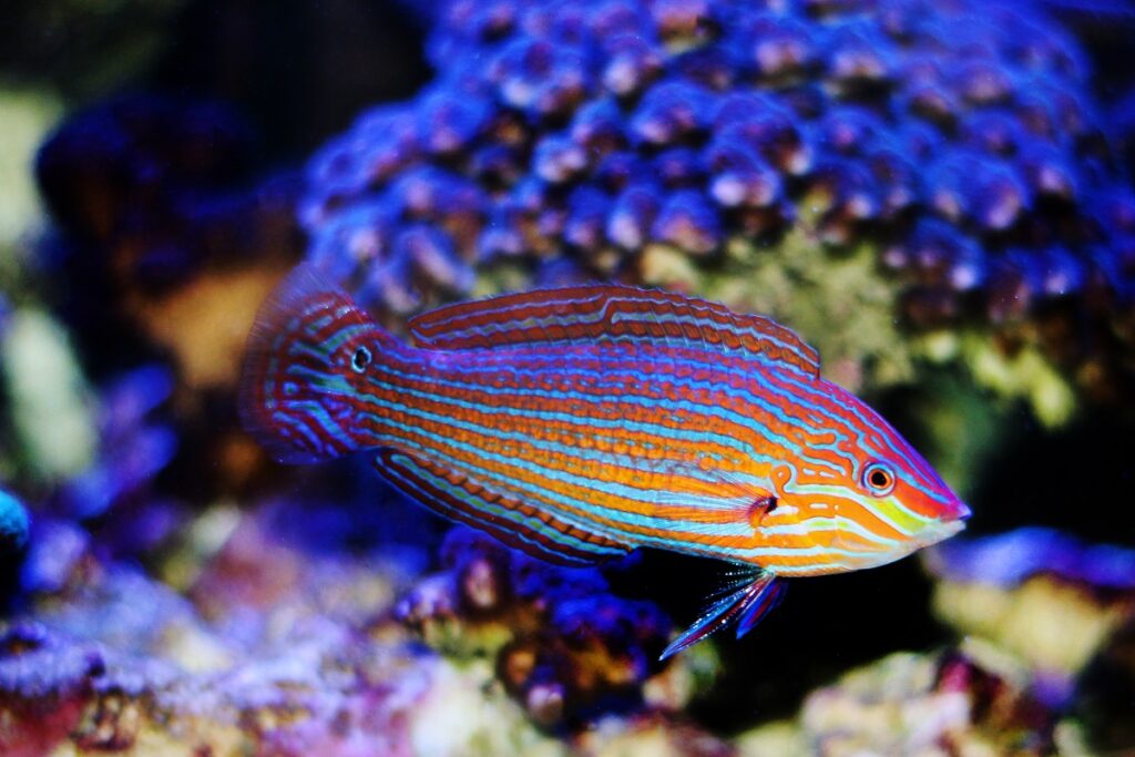 Six Line Wrasse Care | Small Fish, Big Personality - Maryland Aquarium ...