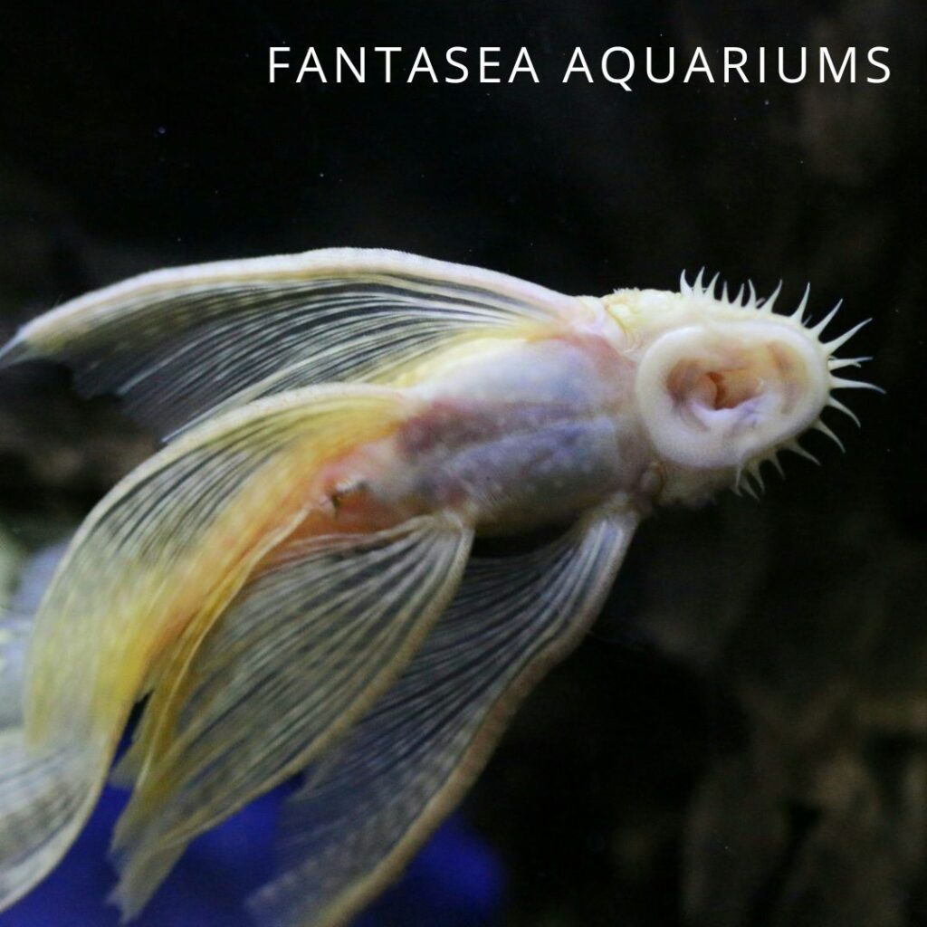 How To Choose Fish for Your Freshwater Aquarium - Maryland Aquarium ...