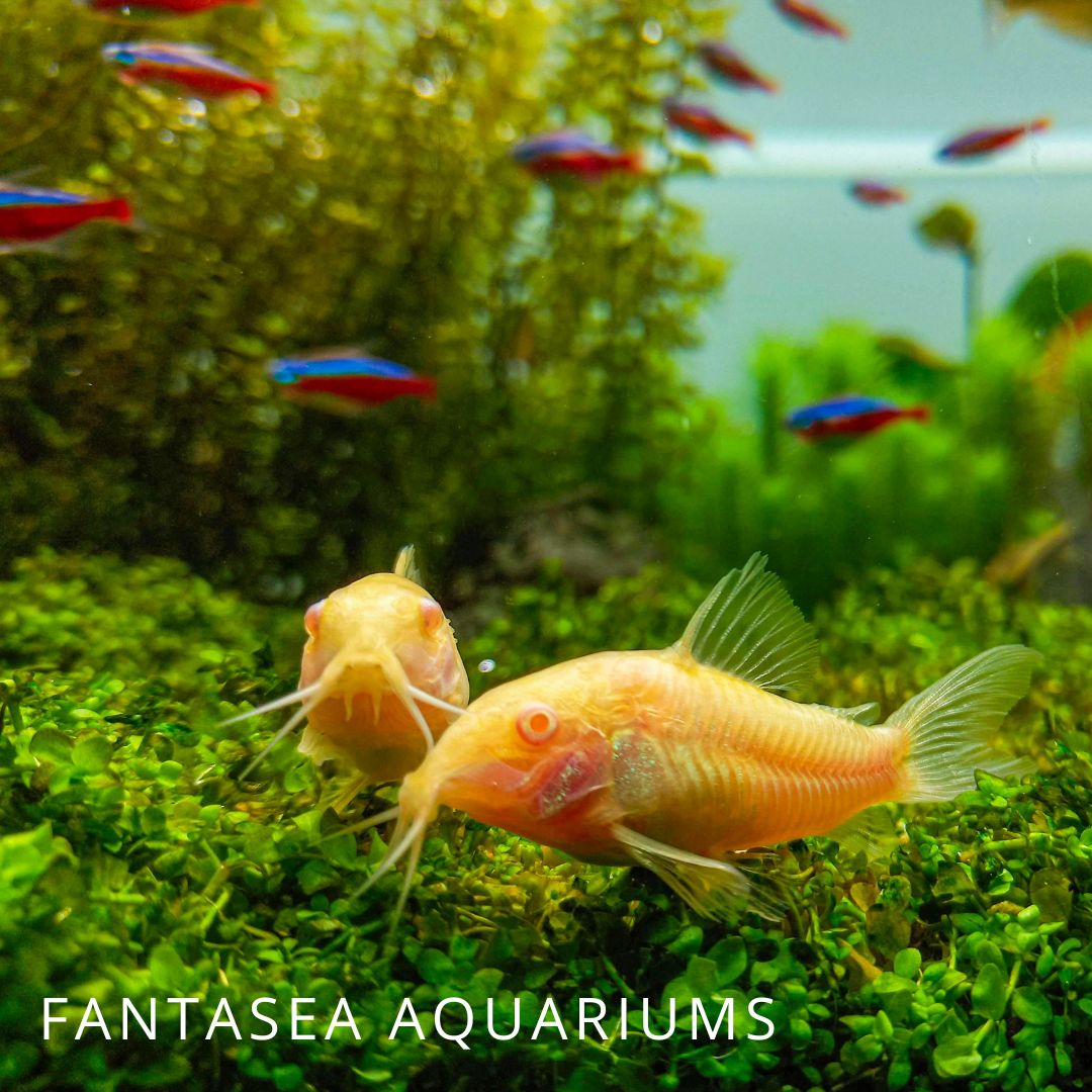 How To Choose Fish for Your Freshwater Aquarium - Maryland Aquarium ...