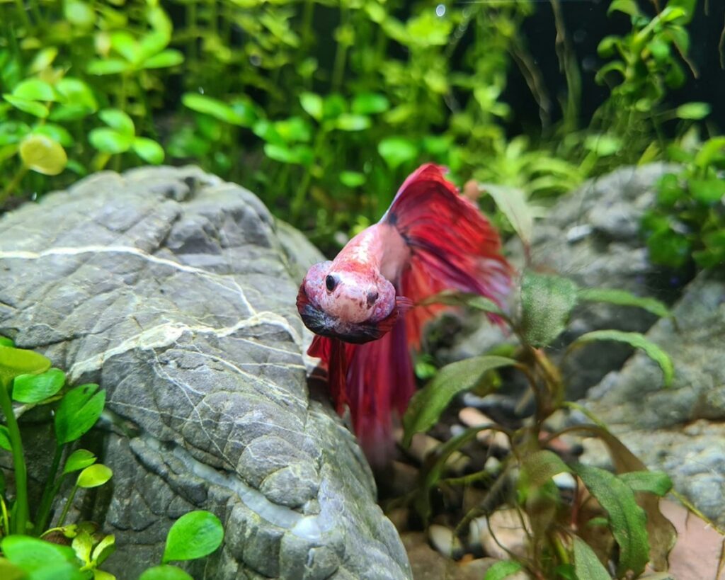Researchers Confirm: Live Plants Make Your Betta Fish More Active ...