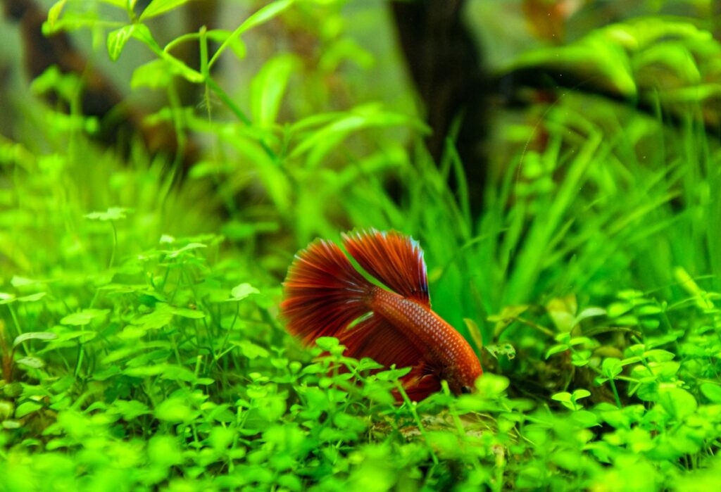 Researchers Confirm: Live Plants Make Your Betta Fish More Active ...